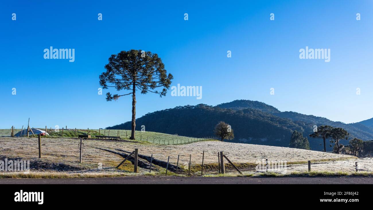 Rural landscape with beautiful greenery in Santa Catarina, Brazil Stock ...