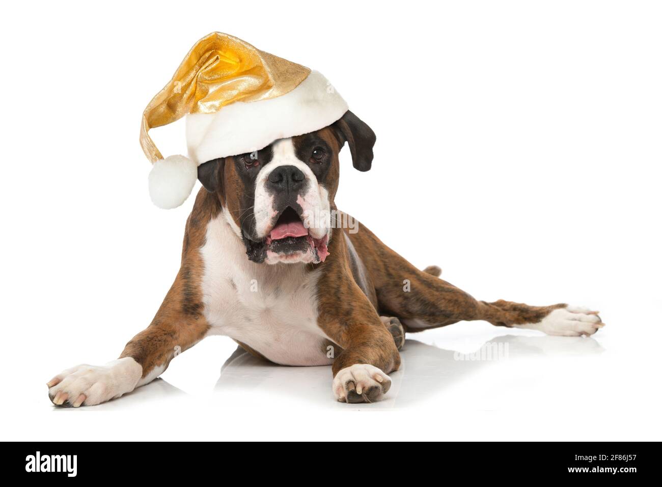 Adult boxer log on white background Stock Photo - Alamy