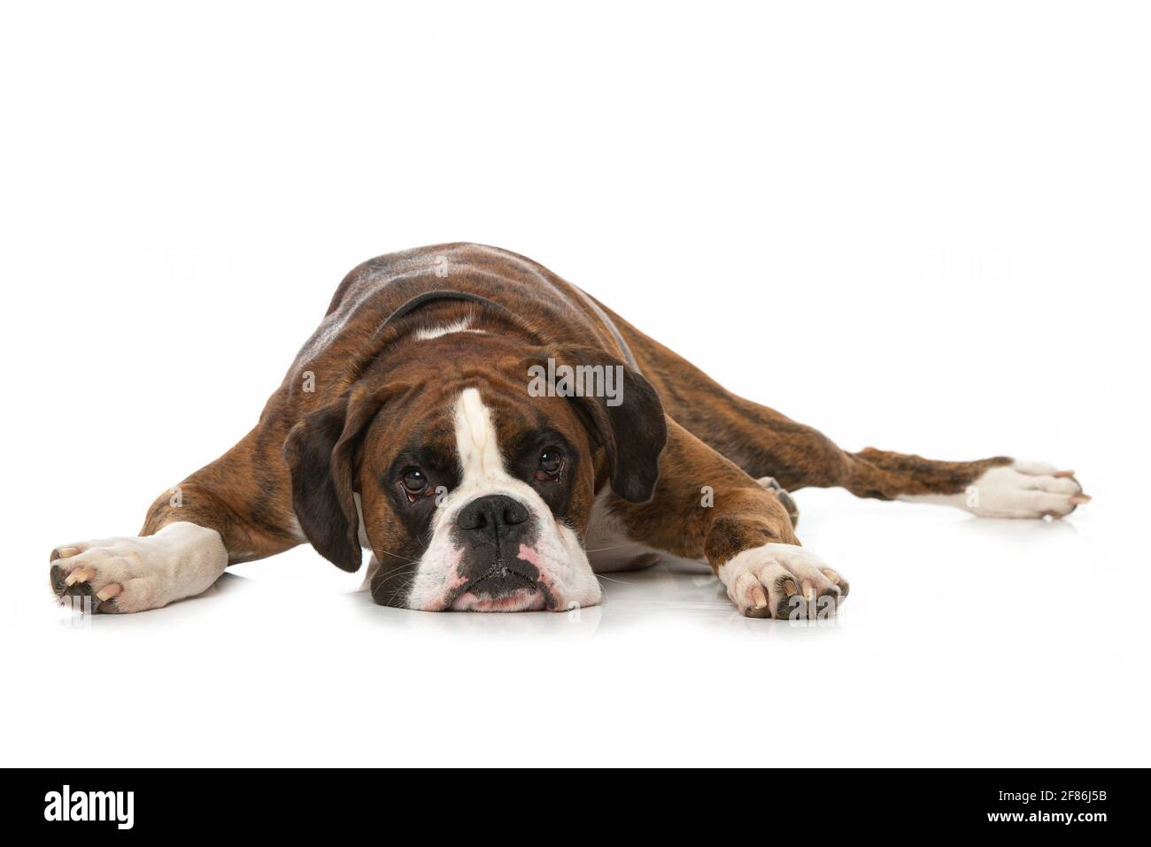 Log dog Cut Out Stock Images & Pictures - Alamy