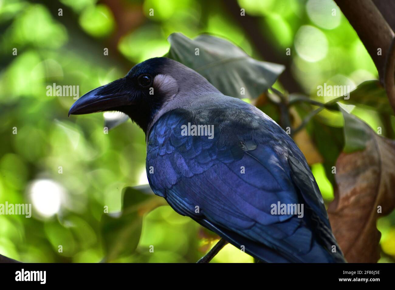Closeup of an Indian house crow sitting on the branch in jnu campus ...