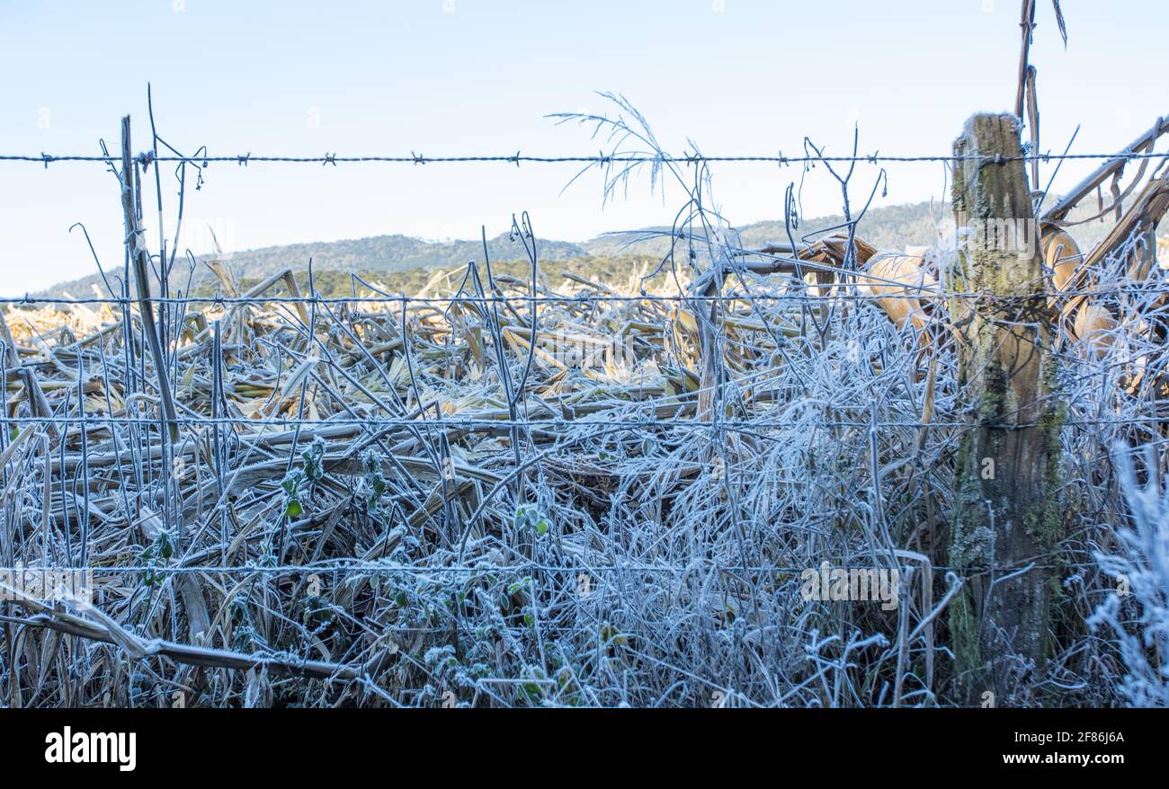 Rural landscape with plantations covered in frost in Santa Catarina ...