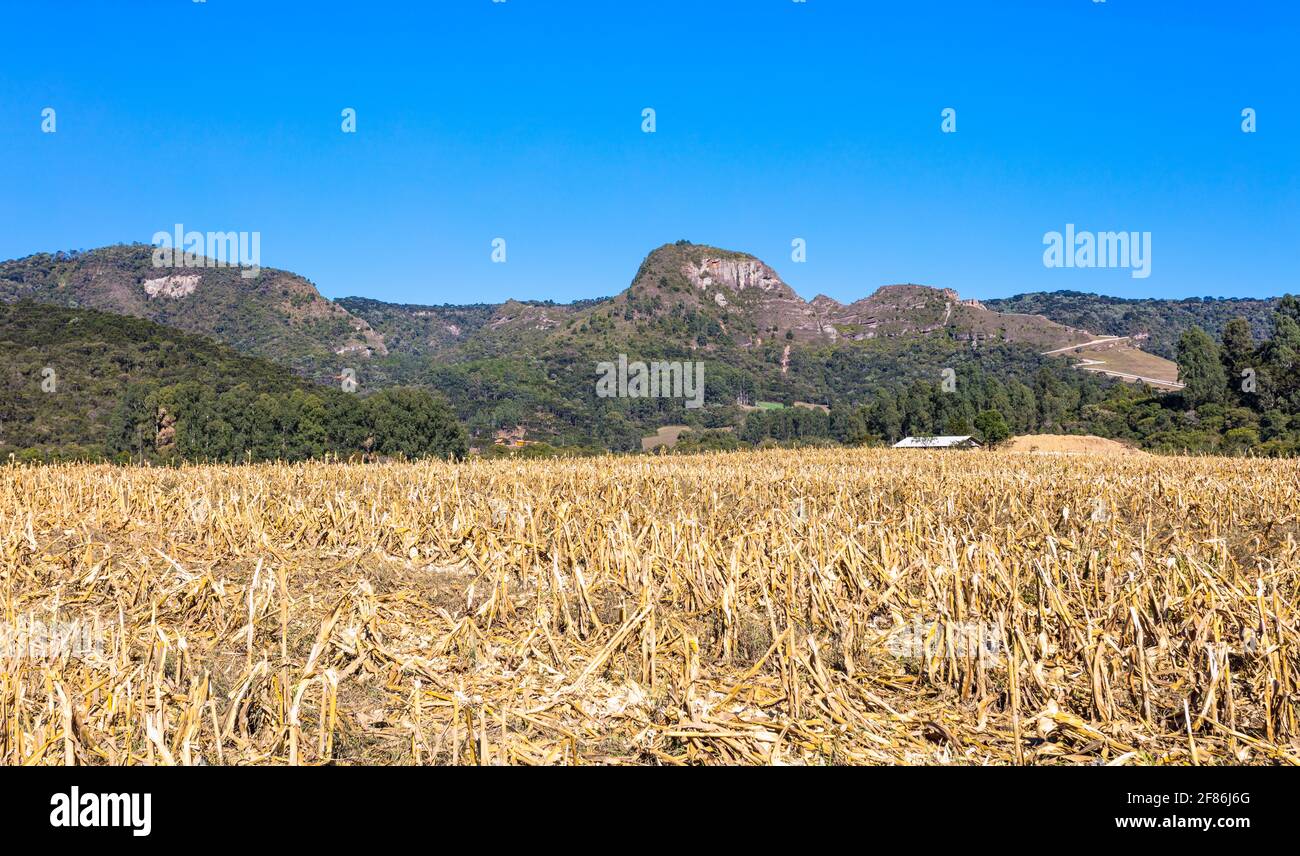 Rural landscape with plantations and bushes in Santa Catarina, Brazil ...