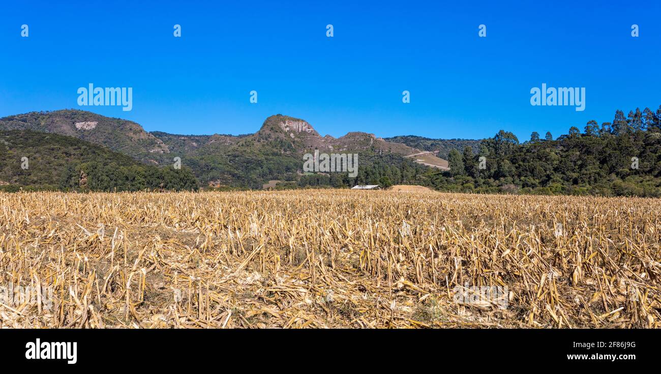 Rural landscape with beautiful greenery and trees in Santa Catarina ...