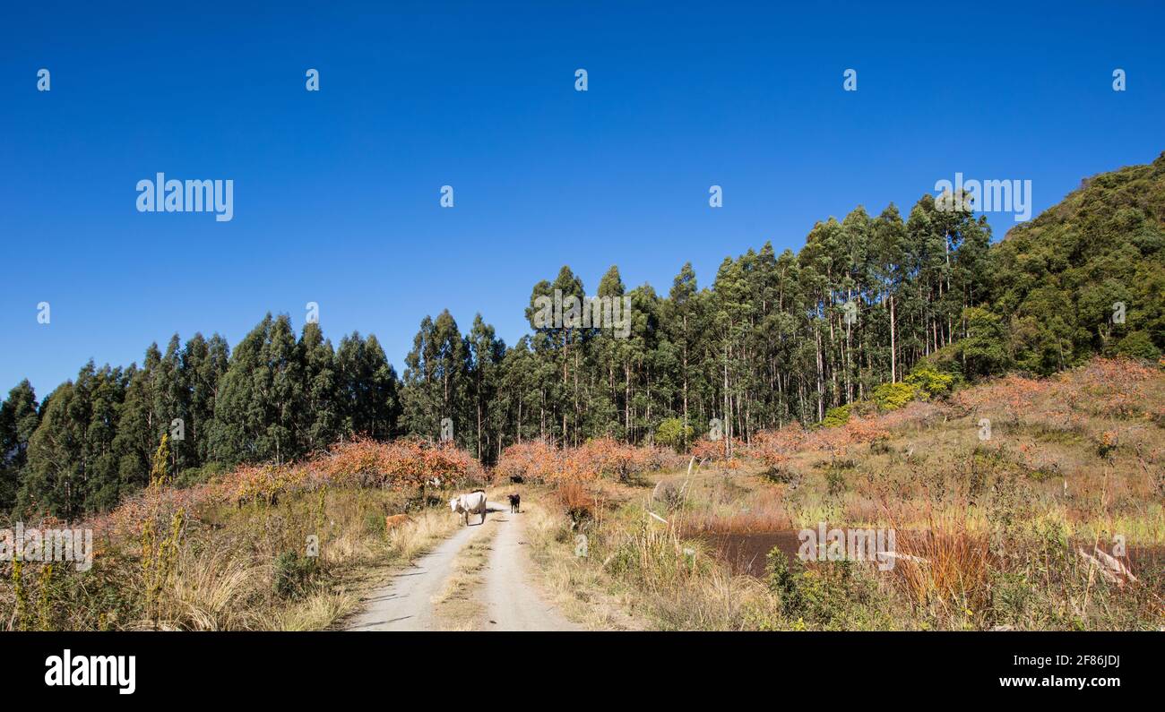 Rural landscape with beautiful greenery in Santa Catarina, Brazil Stock ...