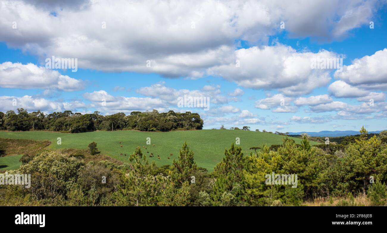 Rural landscape with beautiful greenery in Santa Catarina, Brazil Stock ...