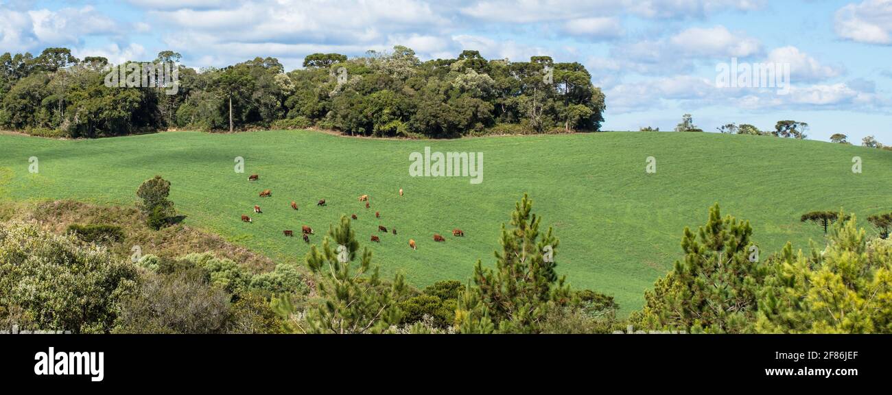 Rural landscape with beautiful greenery and trees in Santa Catarina ...