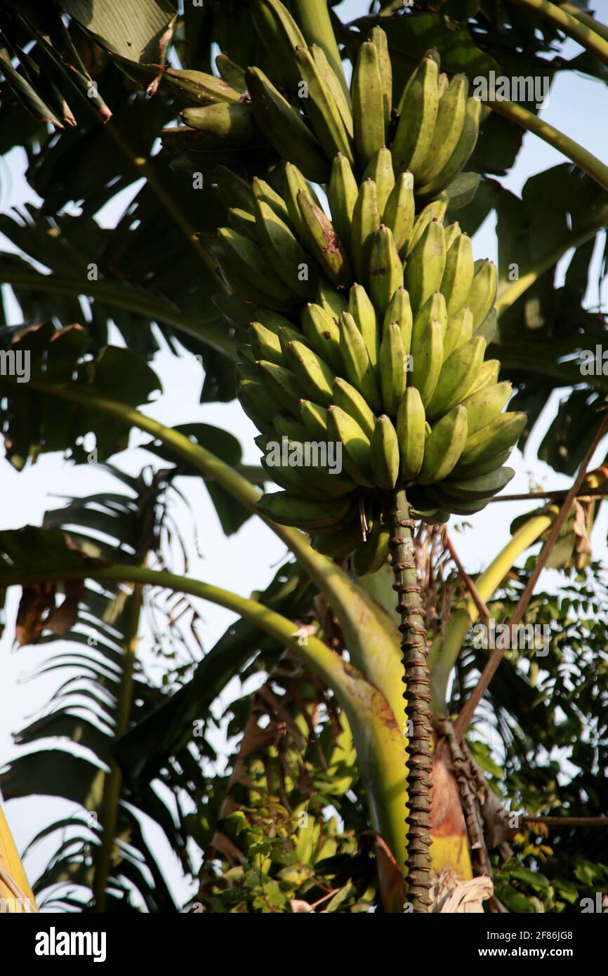 banana plantation in the countryside in the rural area of Mata de Sao ...