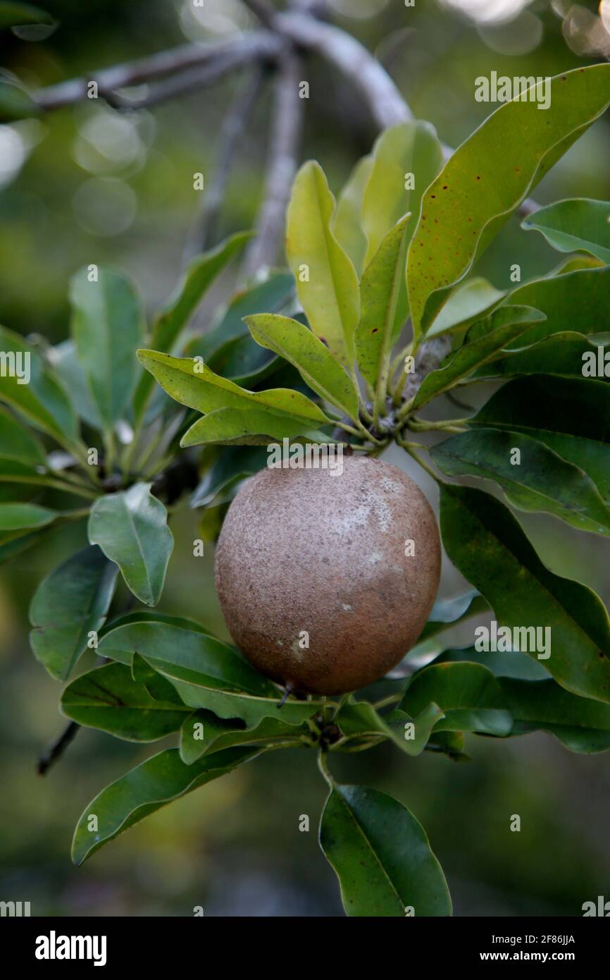 sapota plantation in the countryside in the rural area of Mata de Sao ...