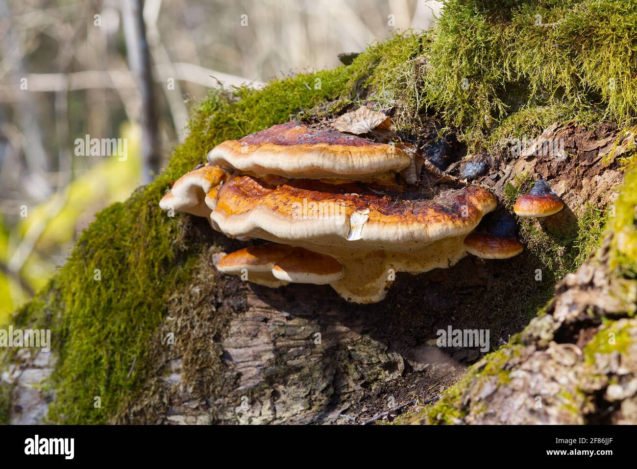 Red Banded Polypore growing on a tree covered by green moss in the ...