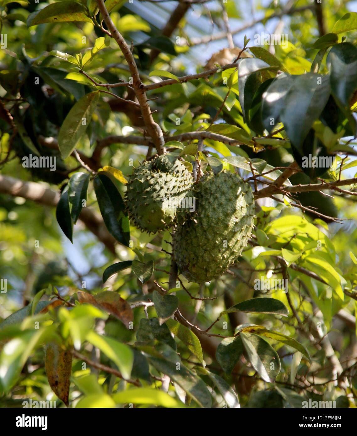 soursop plantation in the countryside in the rural area of Mata de Sao ...