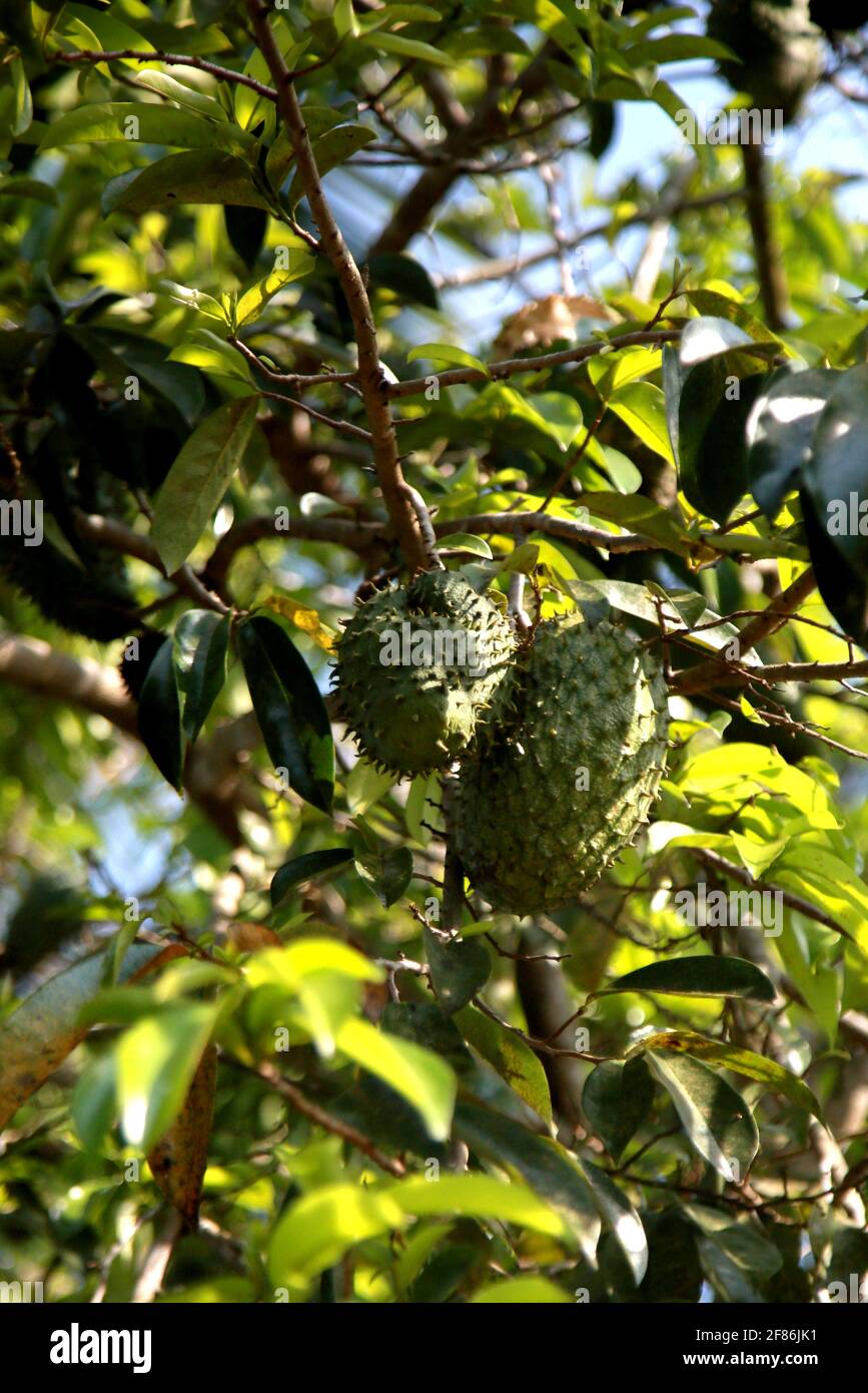 Soursop family hi-res stock photography and images - Alamy