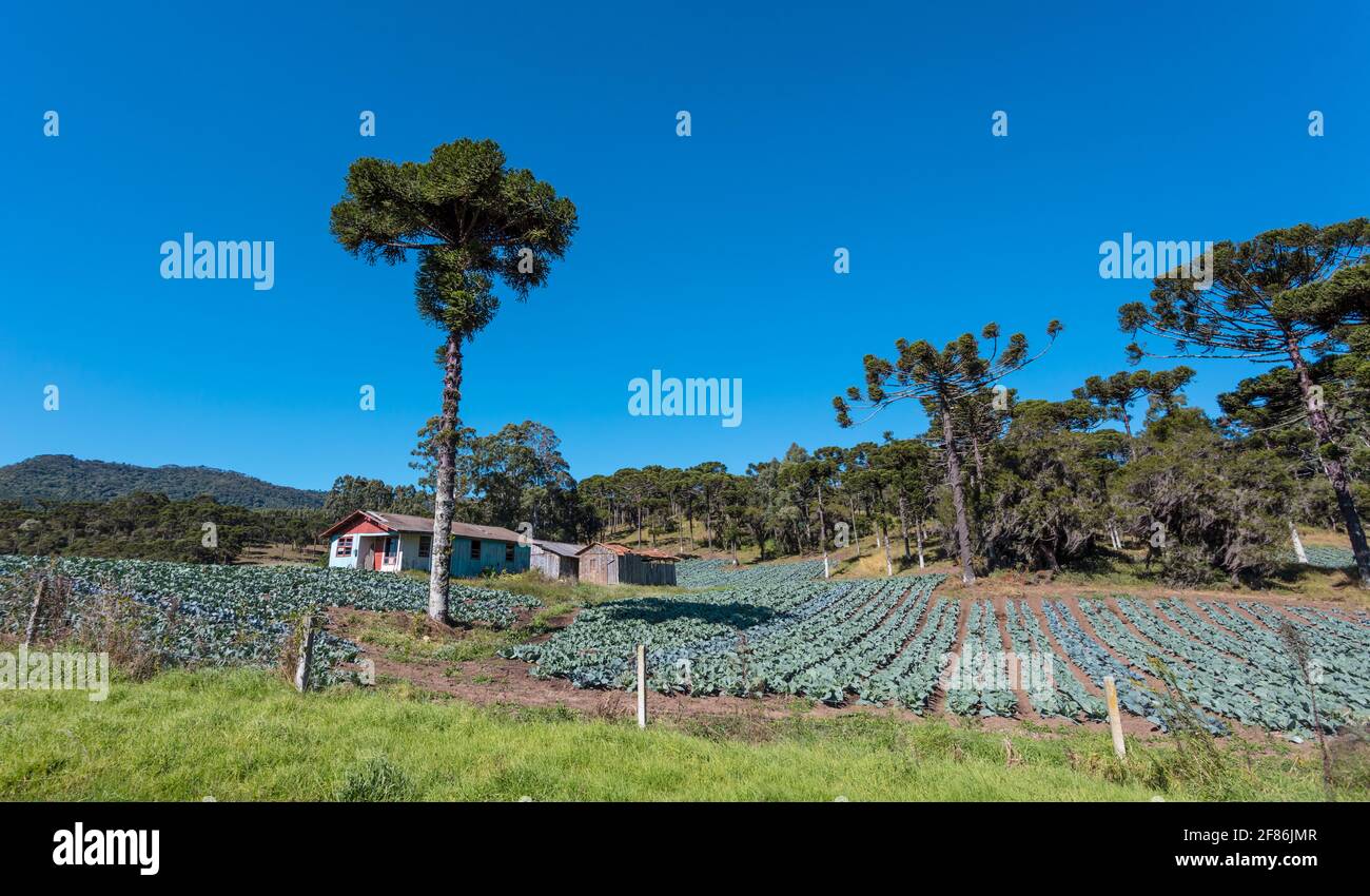 Rural landscape with beautiful greenery and trees in Santa Catarina ...