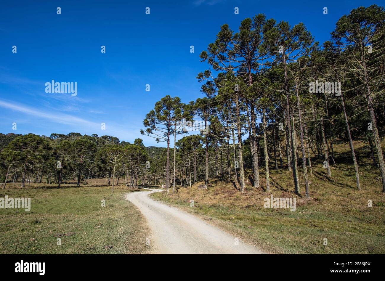 Rural landscape with plantations in Santa Catarina, Brazil Stock Photo ...