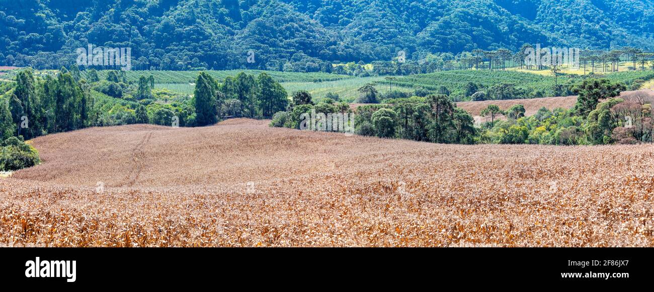 Rural landscape with beautiful greenery and bushes in Santa Catarina ...