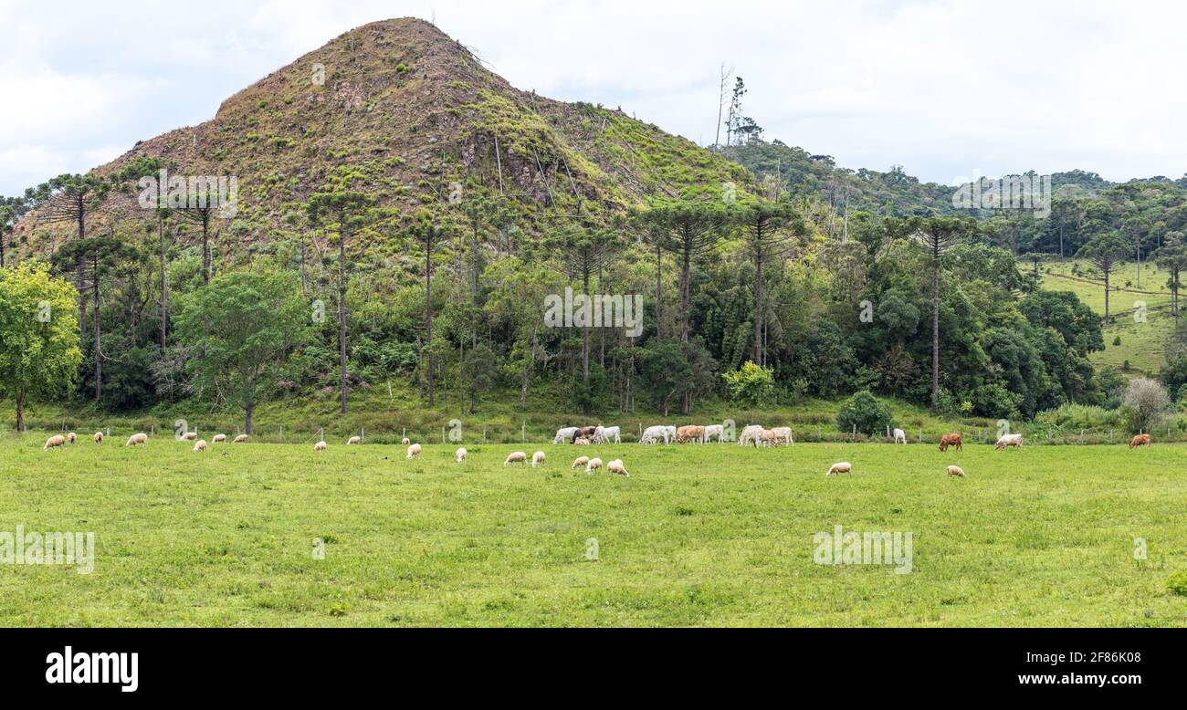 Rural landscape with beautiful greenery and hillsin Santa Catarina ...
