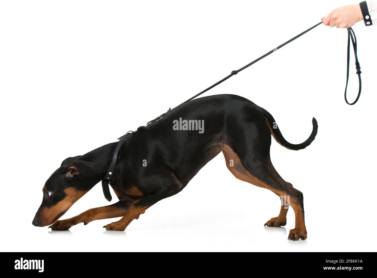 Dog woner hi-res stock photography and images - Alamy