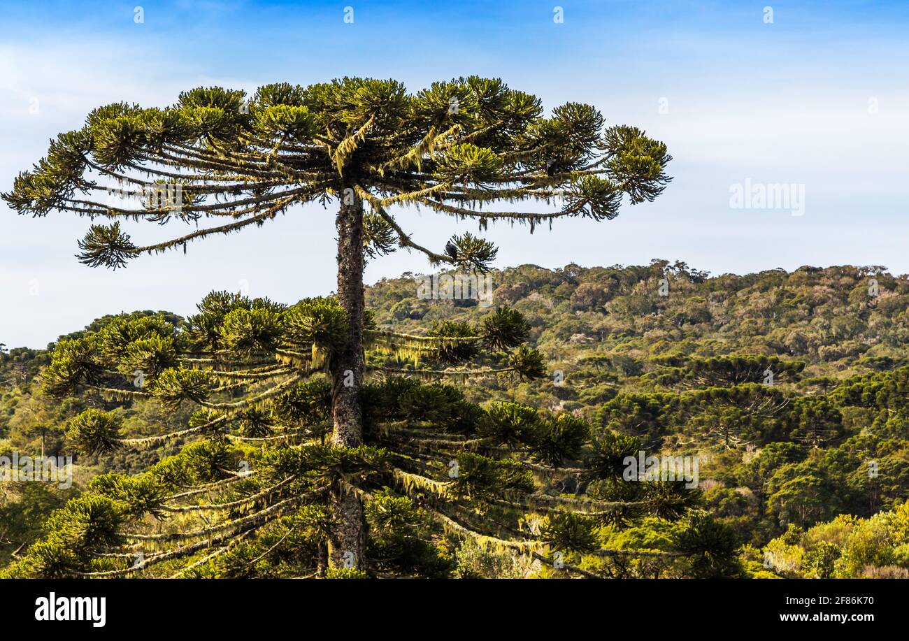Rural landscape with beautiful greenery and bushes in Santa Catarina ...
