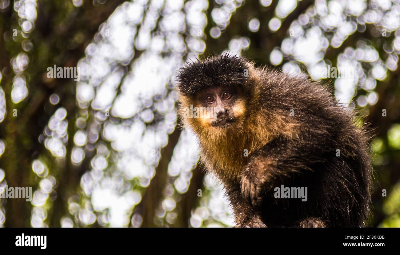 Closeup shot curious monkey hi-res stock photography and images - Alamy