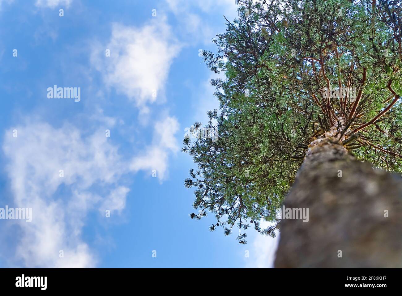 Pine tree branch from below silhouette hi-res stock photography and ...