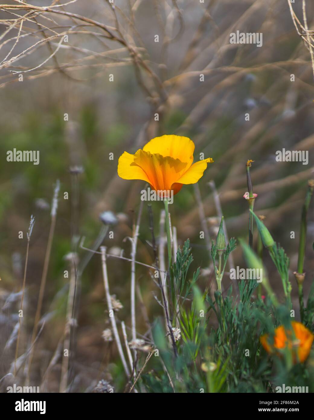 California golden poppy flowers hi-res stock photography and images - Alamy
