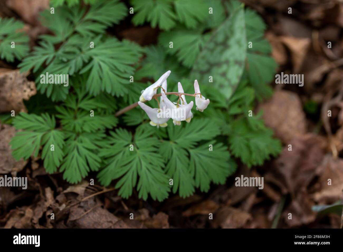 Macro abstract background of uncultivated dainty white Dutchman's ...
