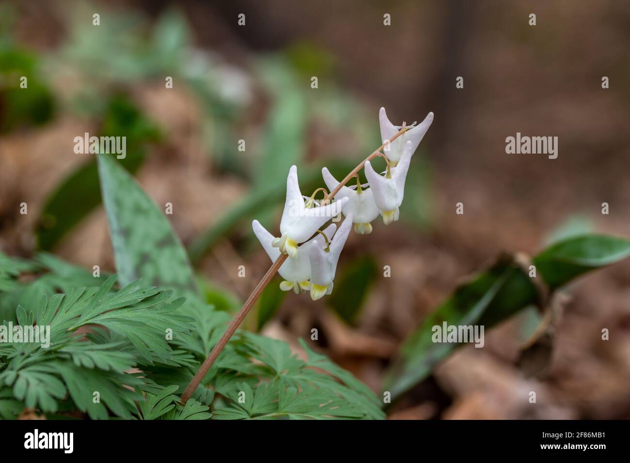 Macro abstract background of uncultivated dainty white Dutchman's ...