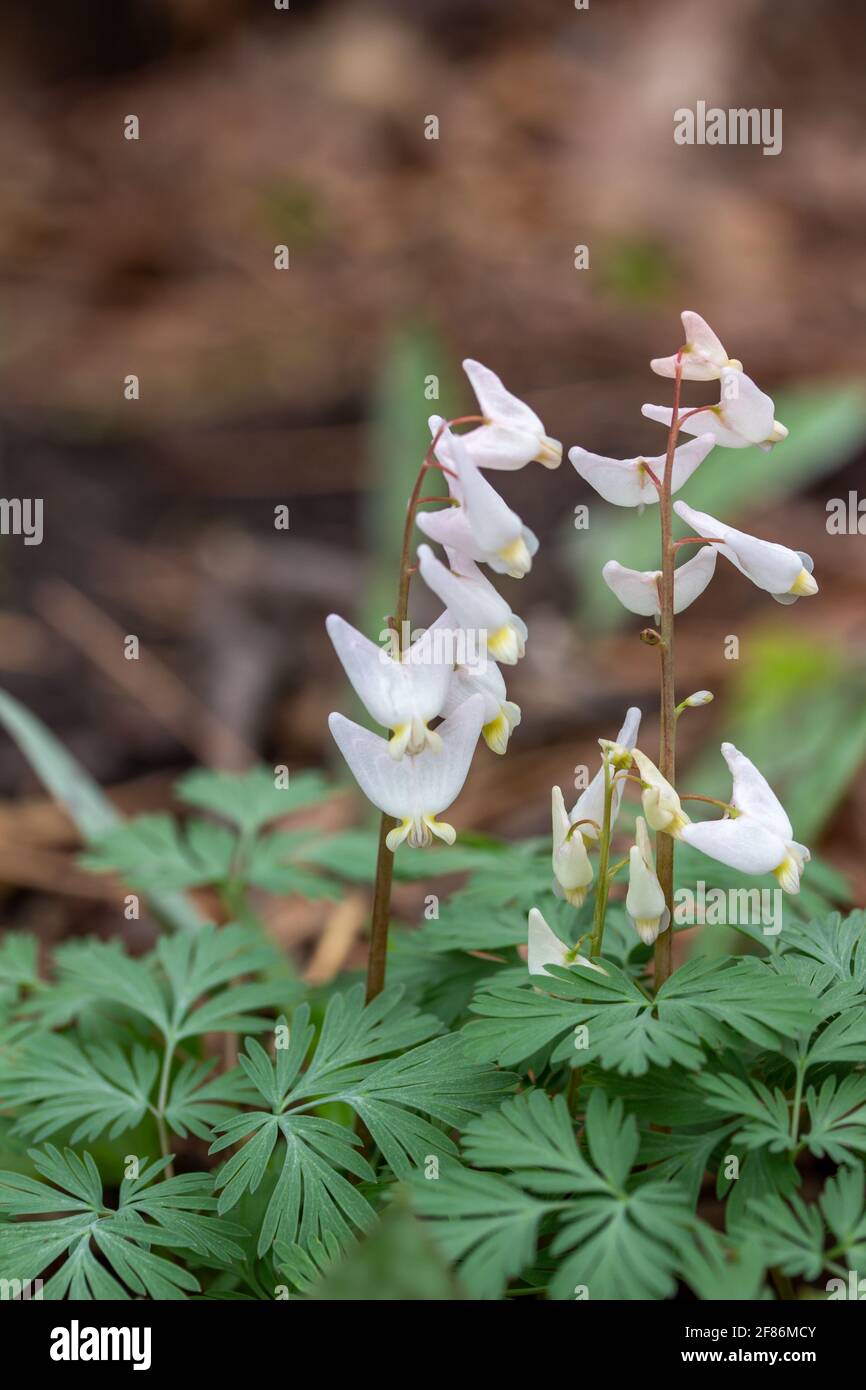 Macro abstract background of uncultivated dainty white Dutchman's ...