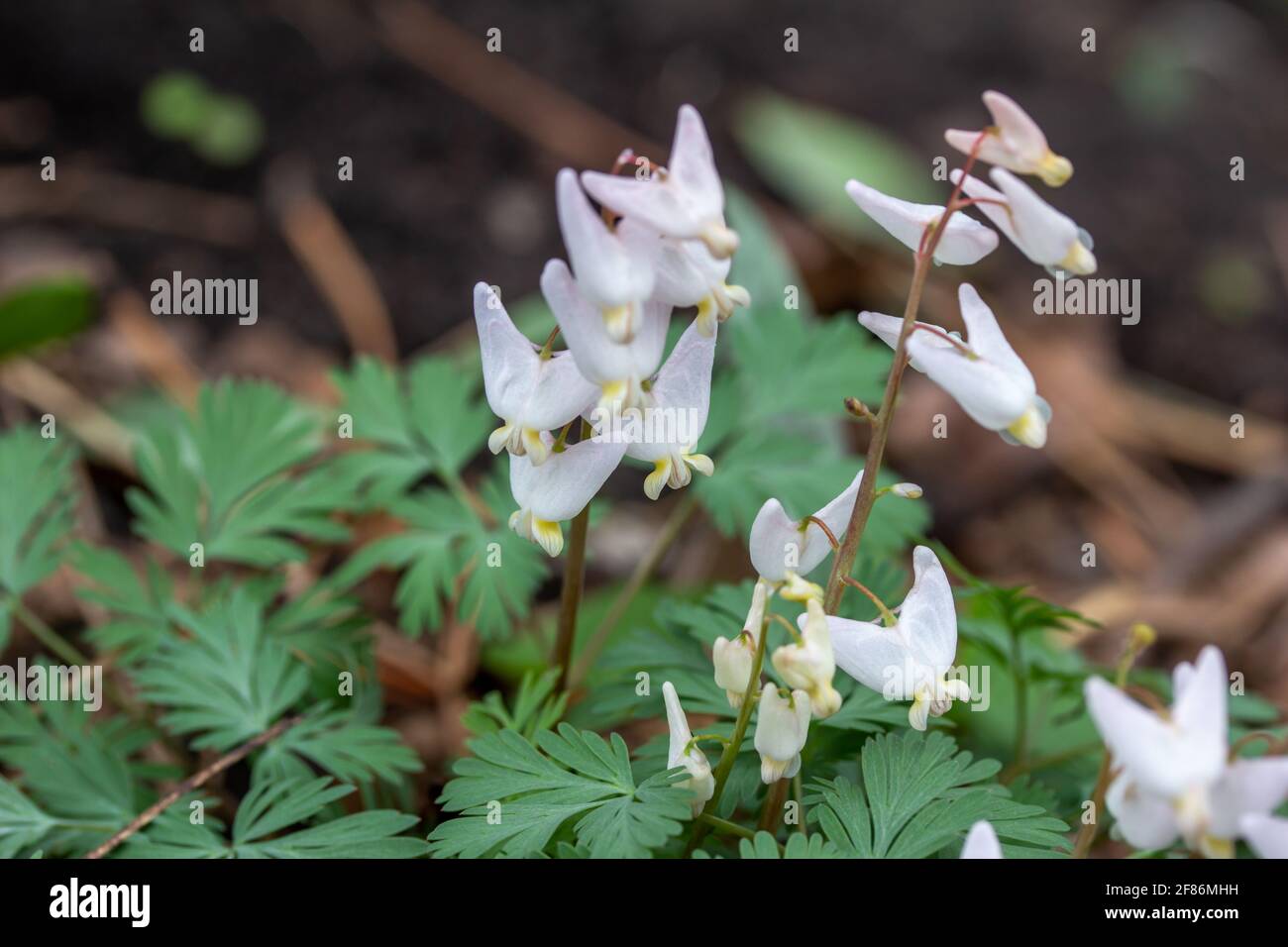 Macro abstract background of uncultivated dainty white Dutchman's ...