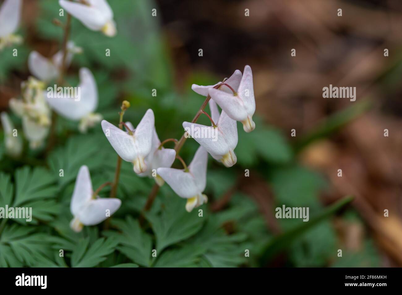 Macro abstract background of uncultivated dainty white Dutchman's ...