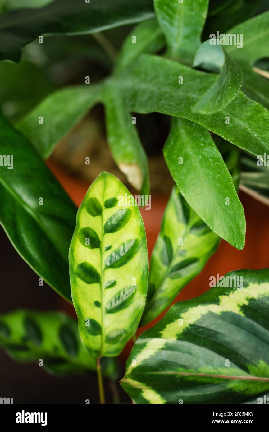 Decorations Real Calathea Leaves Composition Tropical Botanical ...