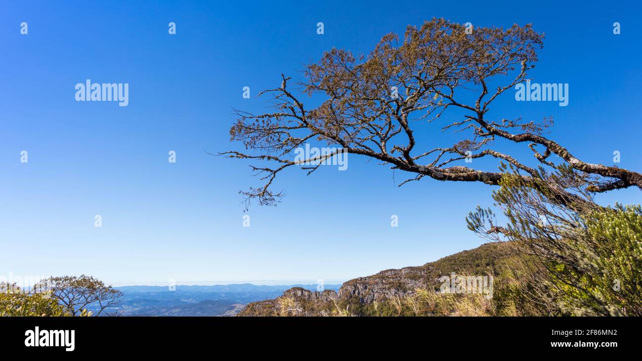 Tree grown the peaks of the mountain range of Serra Geral in Santa ...
