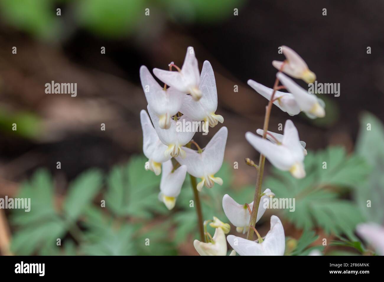 Macro abstract background of uncultivated dainty white Dutchman's ...