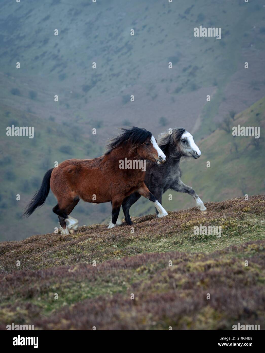 Wild ponies playing in the Shropshire Hills Stock Photo - Alamy