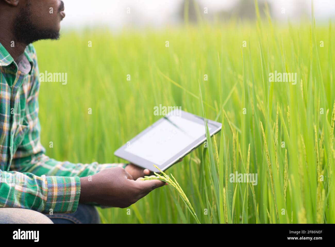 African Rice Farmer High Resolution Stock Photography and Images - Alamy