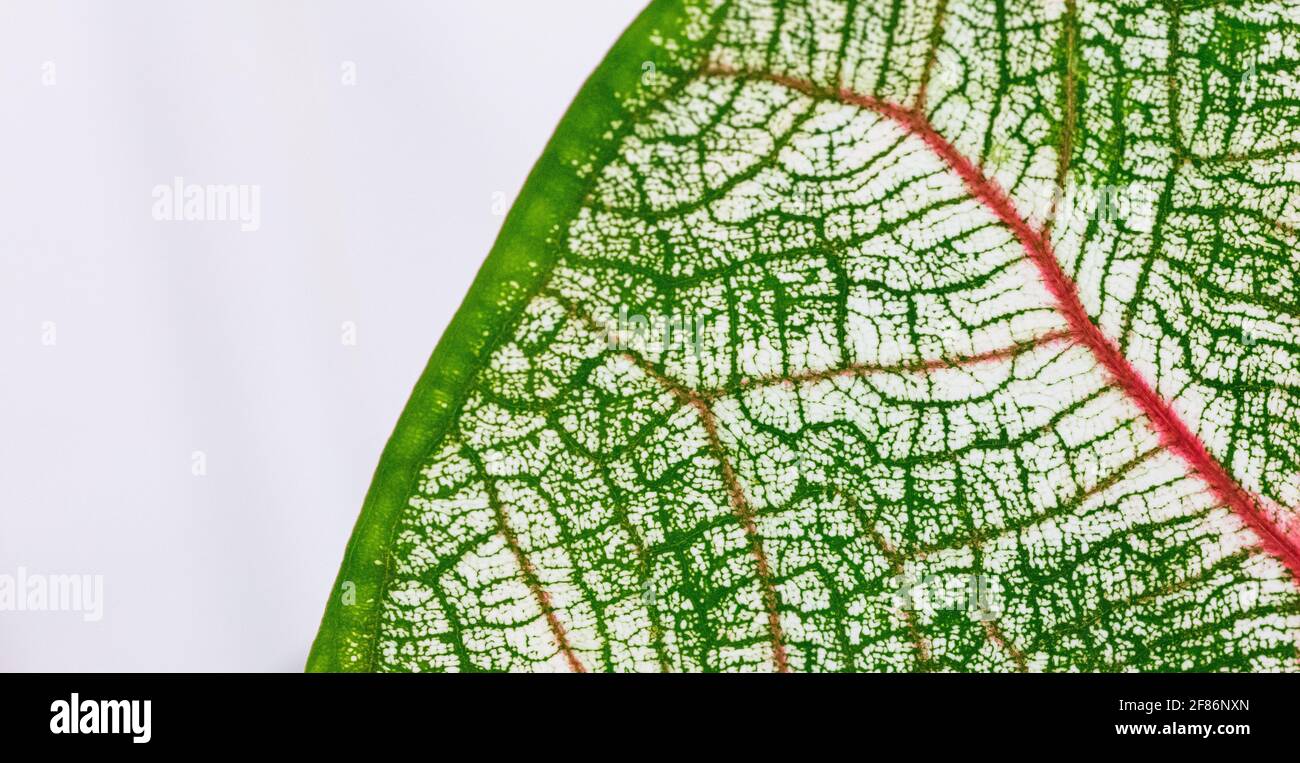 Macro shot of a green leaf on a white background Stock Photo - Alamy