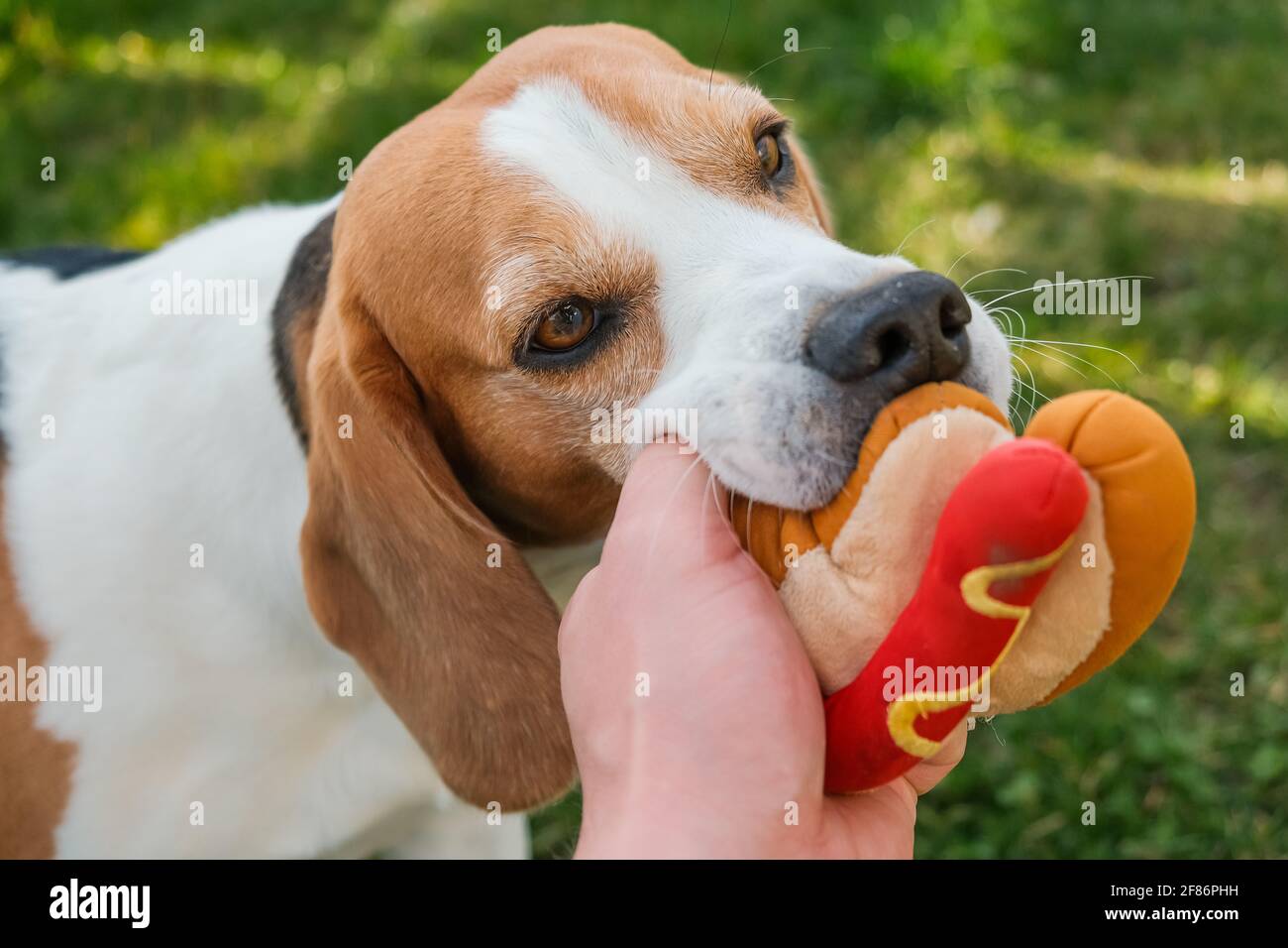 Dog pull toy hi-res stock photography and images - Alamy