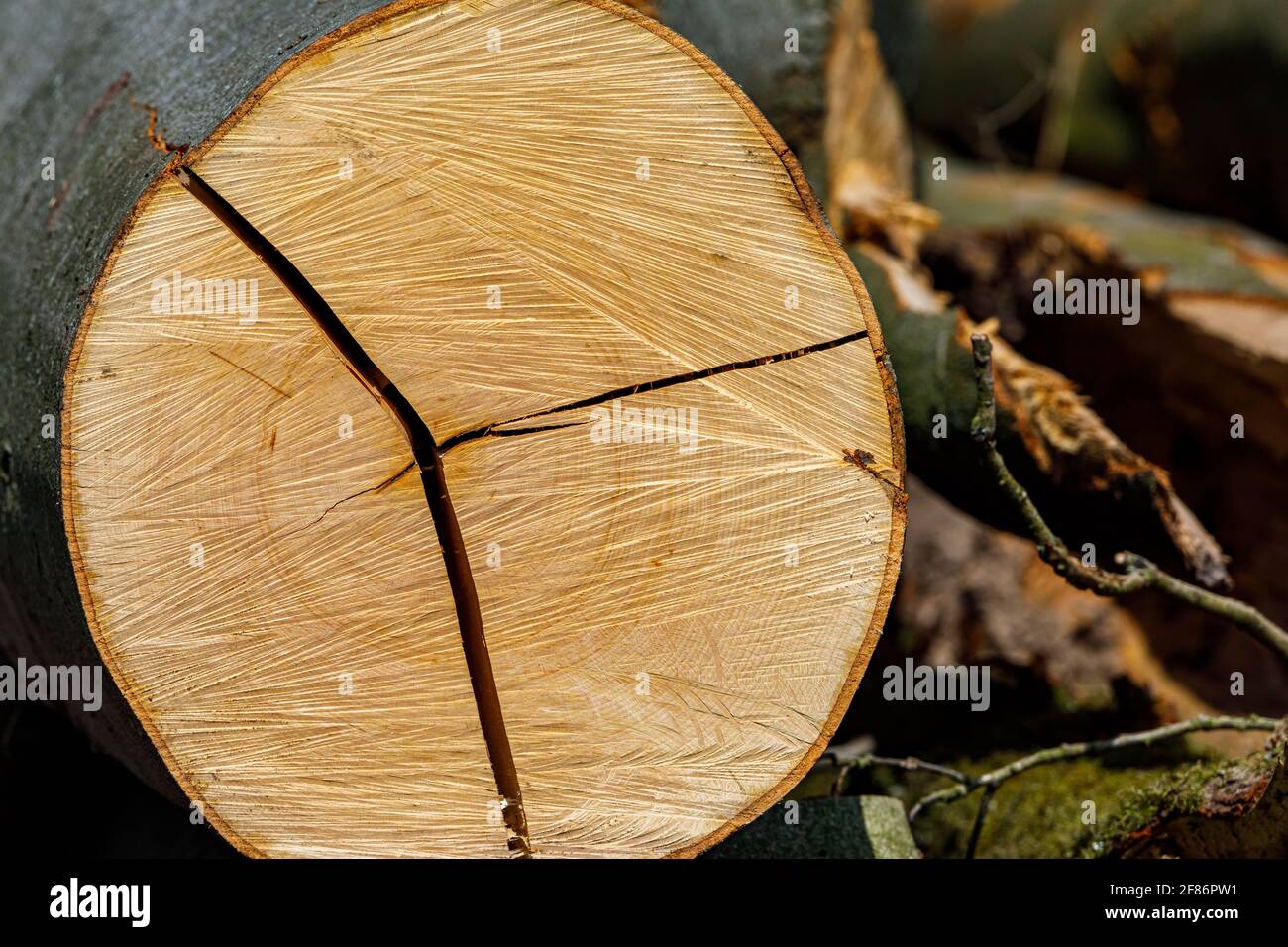 A cut at a trunk of a tree Stock Photo - Alamy