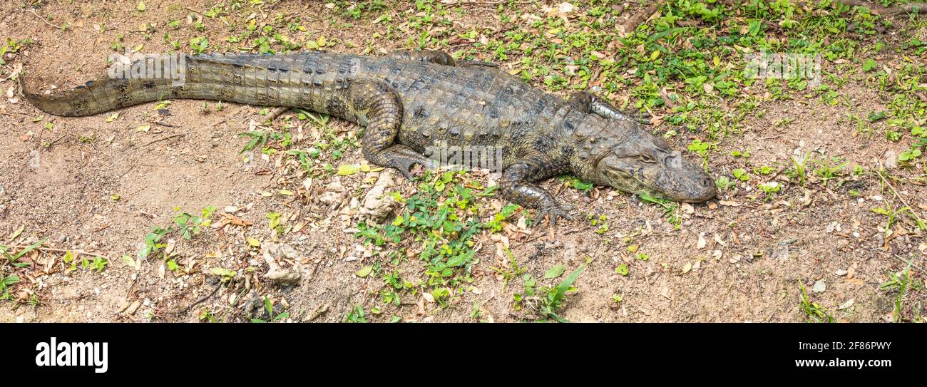 Alligator crawling in a park with grass Stock Photo - Alamy