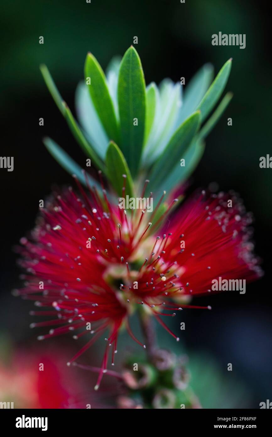 Plant family myrtaceae hi-res stock photography and images - Alamy