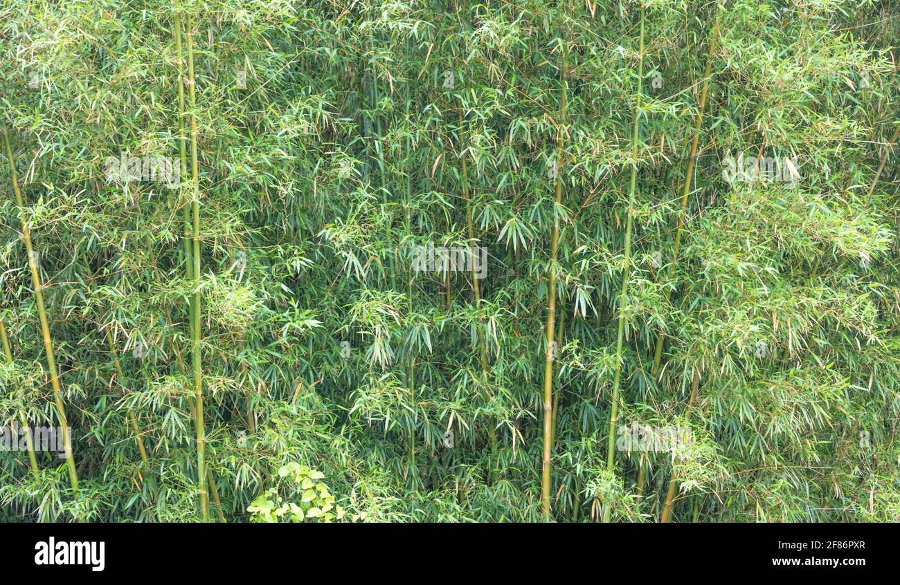 Garden with green bamboo plants Stock Photo - Alamy
