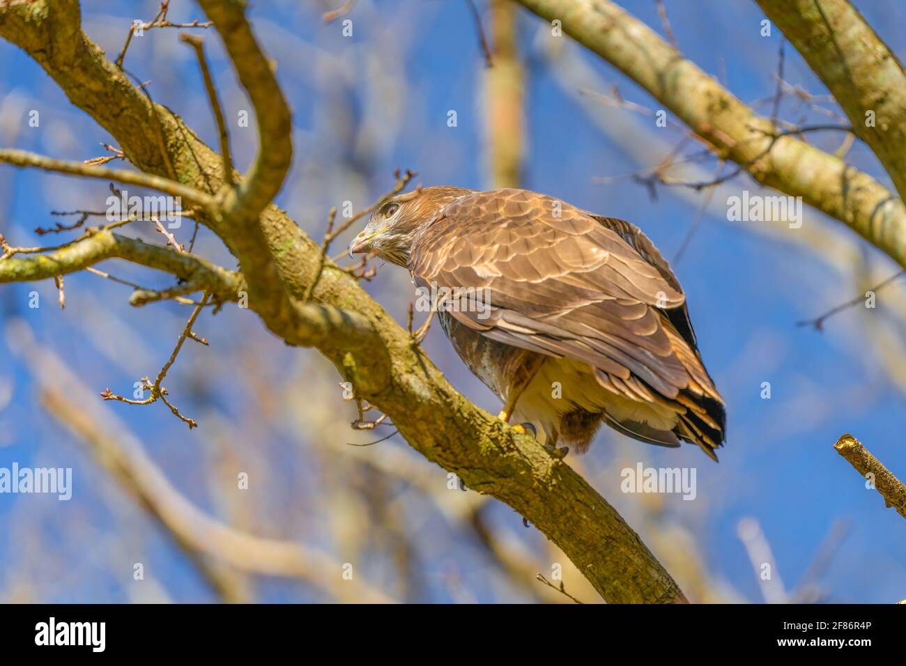 Buzzard in the forest. Sitting on a branch of a deciduous tree in ...