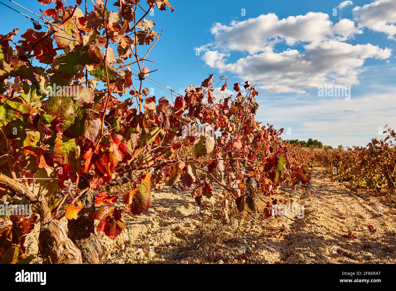 Vineyards plantation in Utiel Requena. Harvest time. Valencia, Spain ...