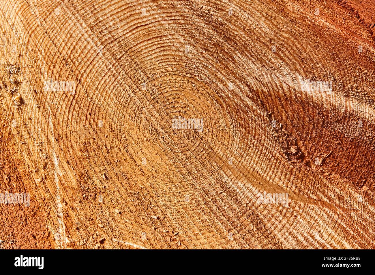 Fresh cut log detail. Deforestation. Nature background. Timber industry ...