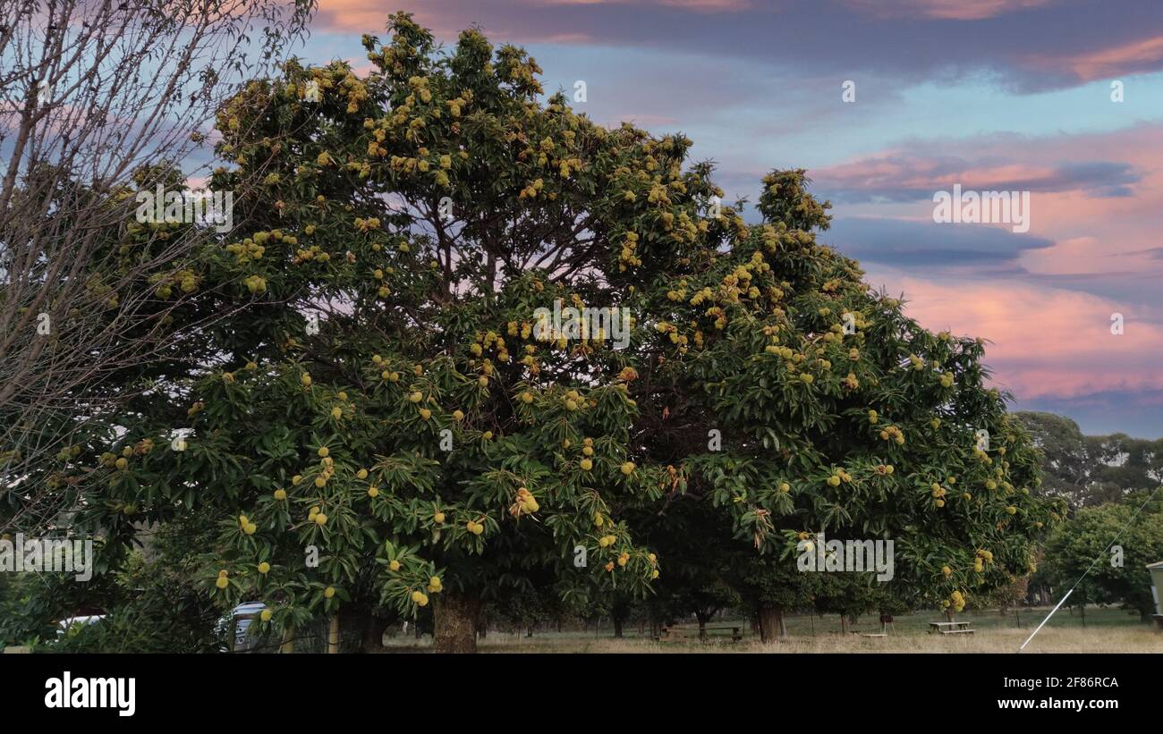 Australian fruit trees hi-res stock photography and images - Alamy