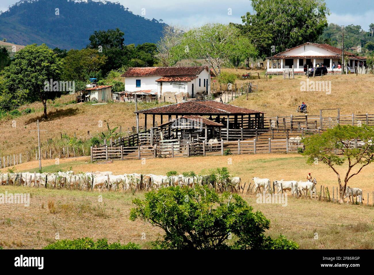 pau brazil, bahia / brazil - April 15, 2012: Cattle breeding is seen on ...