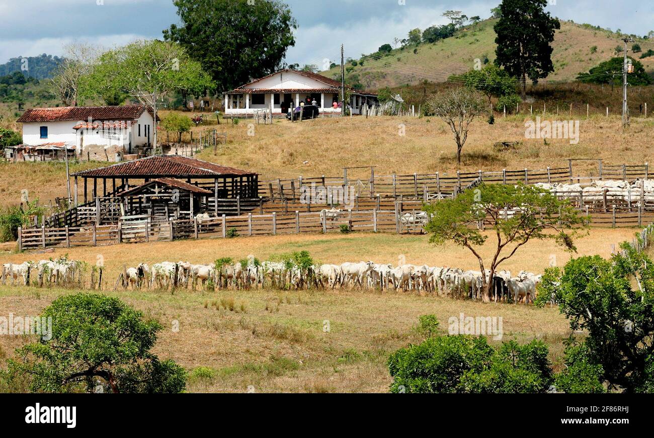pau brazil, bahia / brazil - April 15, 2012: Cattle breeding is seen on ...
