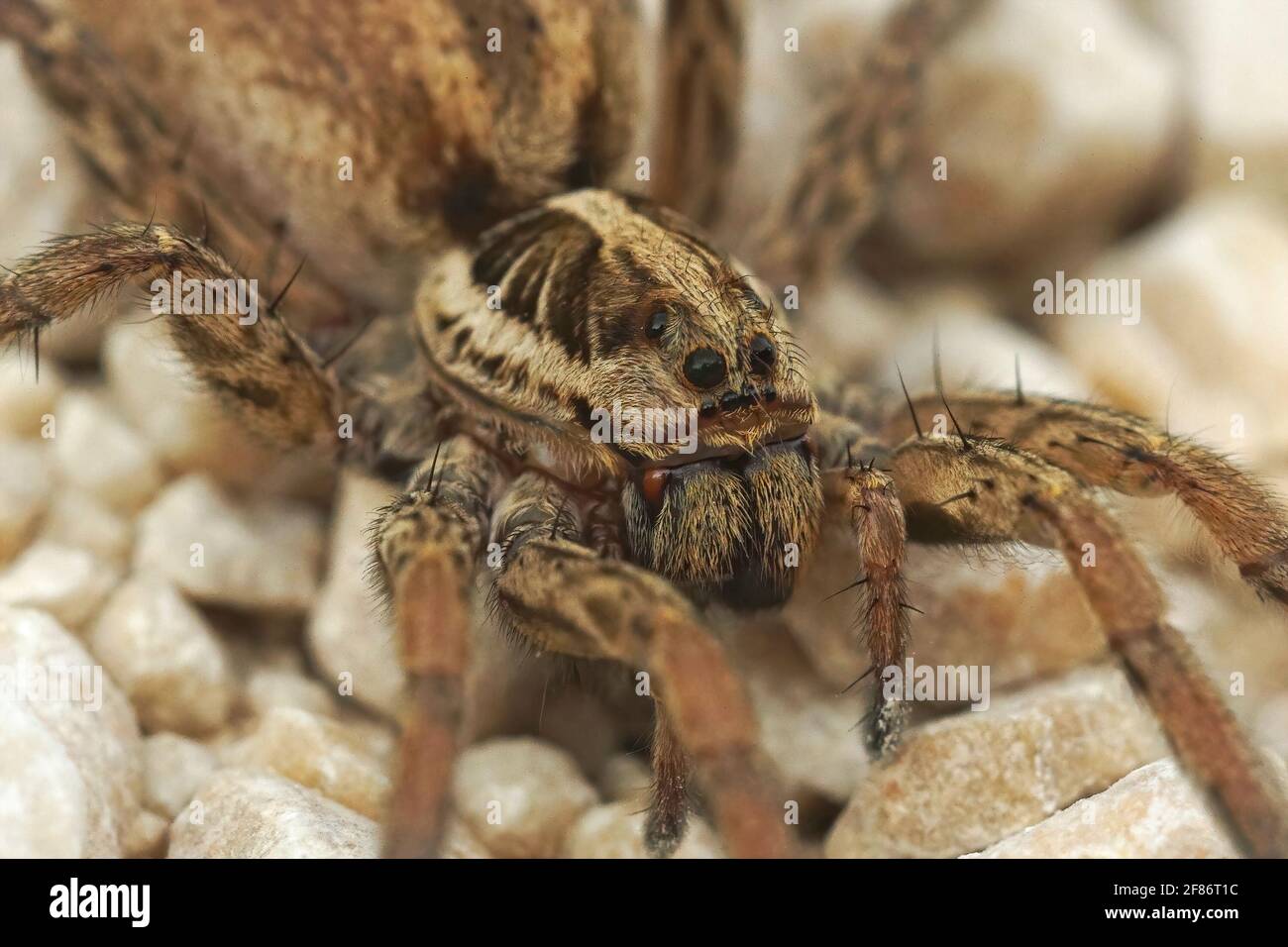 Closeup on one of Europes largest wofl spiders, Hogna radiata in Stock ...