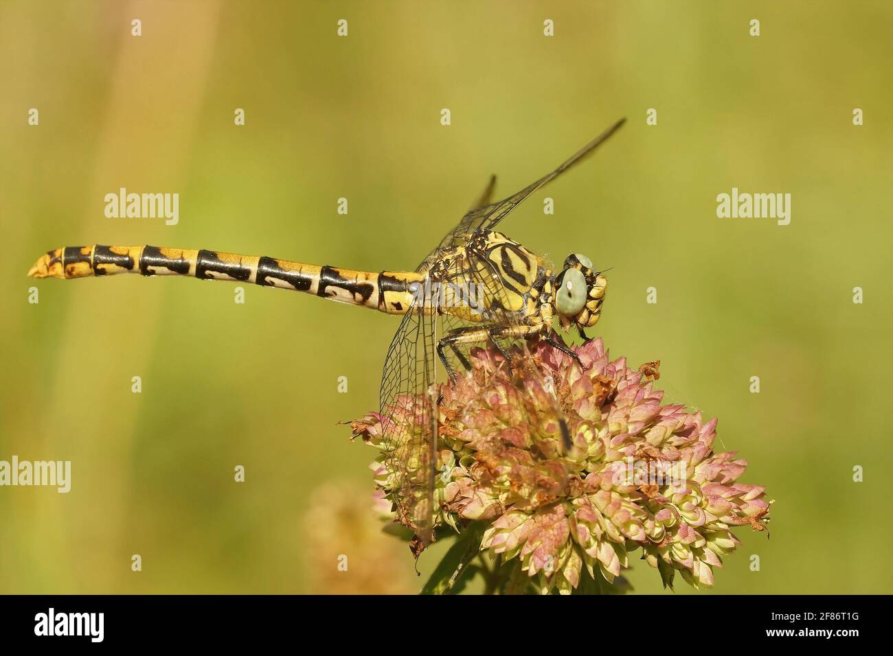 Small pincertail dragonfly hi-res stock photography and images - Alamy