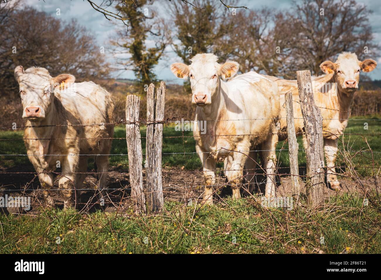 Closeup of cows inside a fenced barn in the farm Stock Photo - Alamy