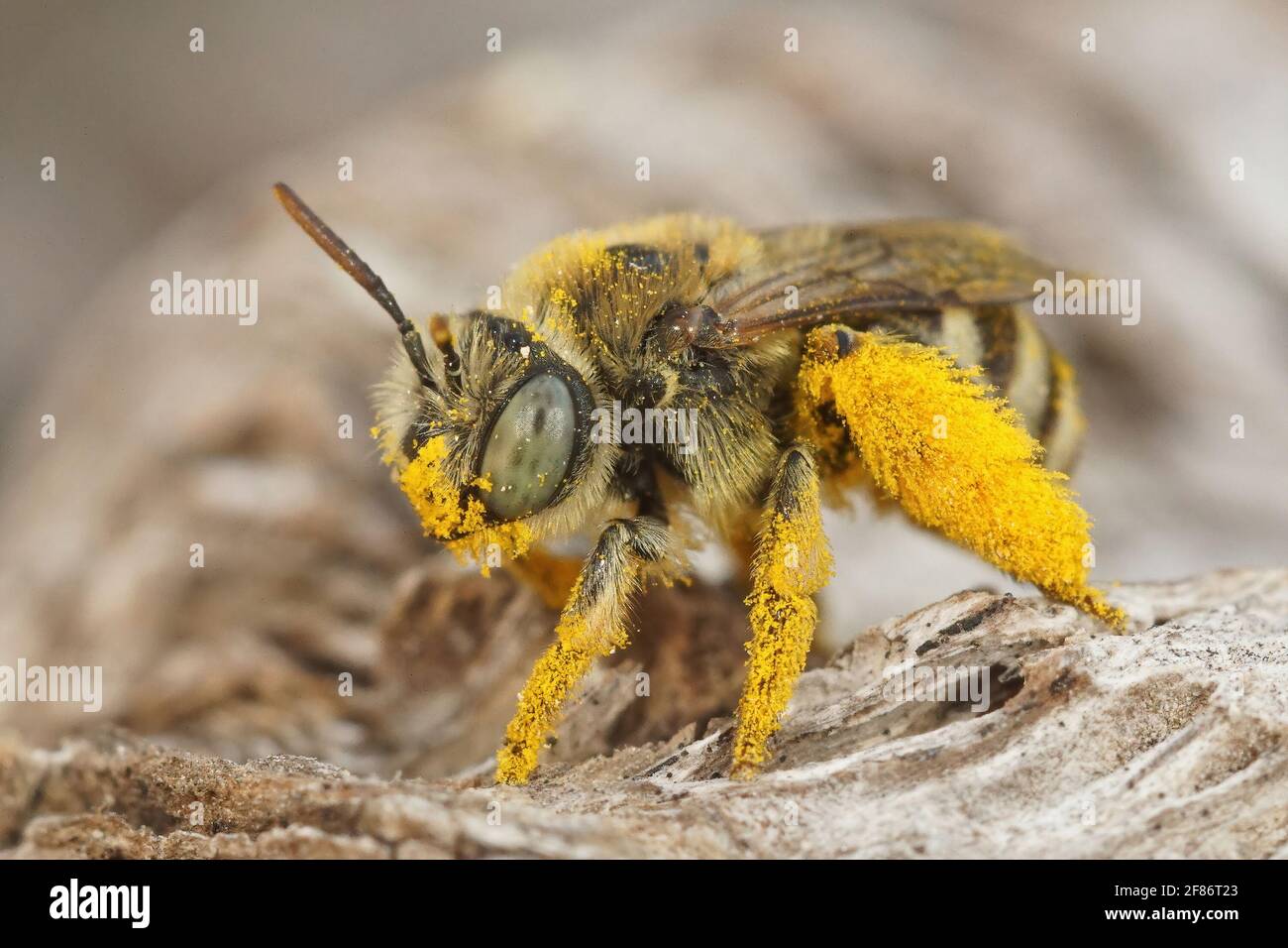 Closeup on a pollen loaded female blue eyed solitary bee , Tetra Stock ...